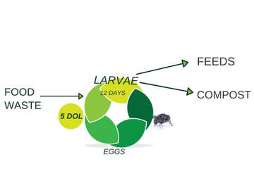 Why the black soldier fly? - LimaDOL