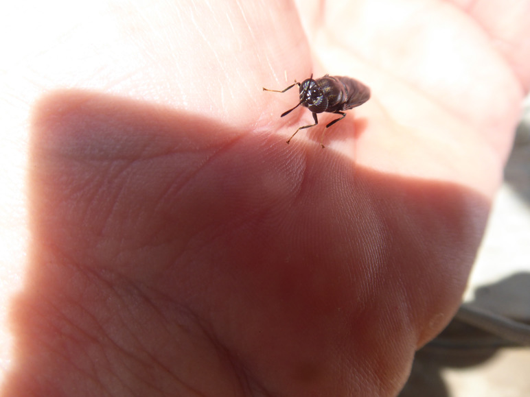 Why the black soldier fly? - LimaDOL