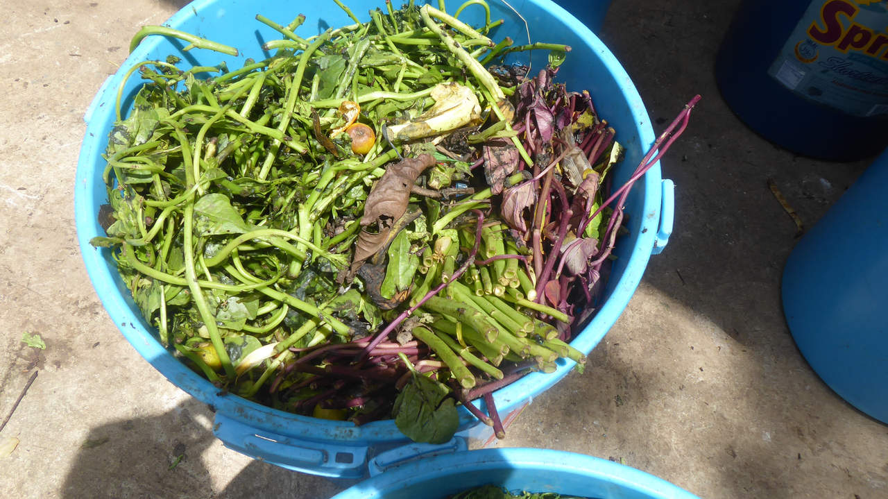 Why the black soldier fly? - LimaDOL