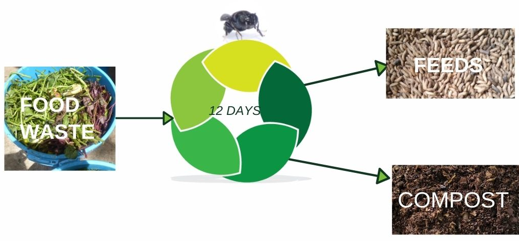 Three birds with one stone? - LimaDOL